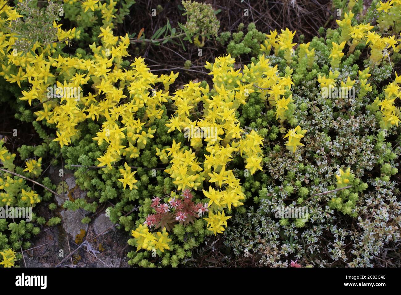 Sedum acre, Goldmoss stonecrop, Biting Stonecrop. Wild plant shot in ...