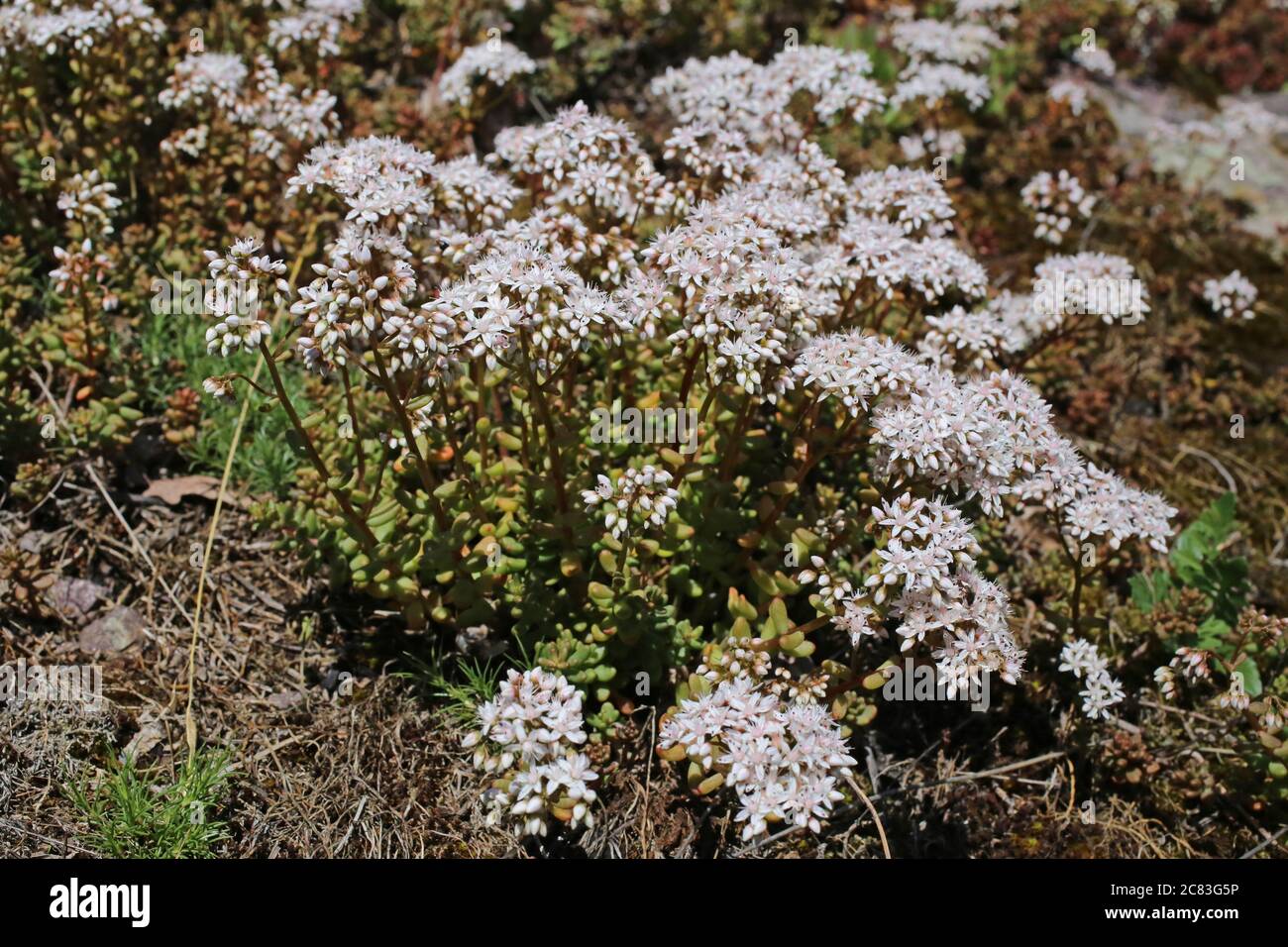 Sedum album, White Stonecrop. Wild plant shot in summer Stock Photo - Alamy