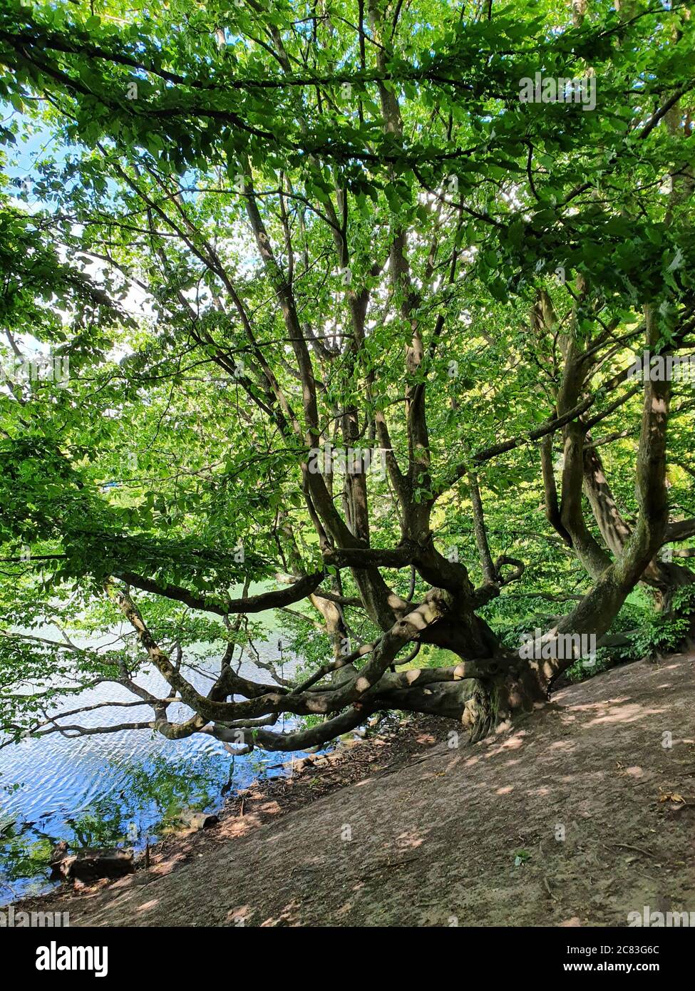 Vertical shot of a green tree on the lakeshore Stock Photo - Alamy