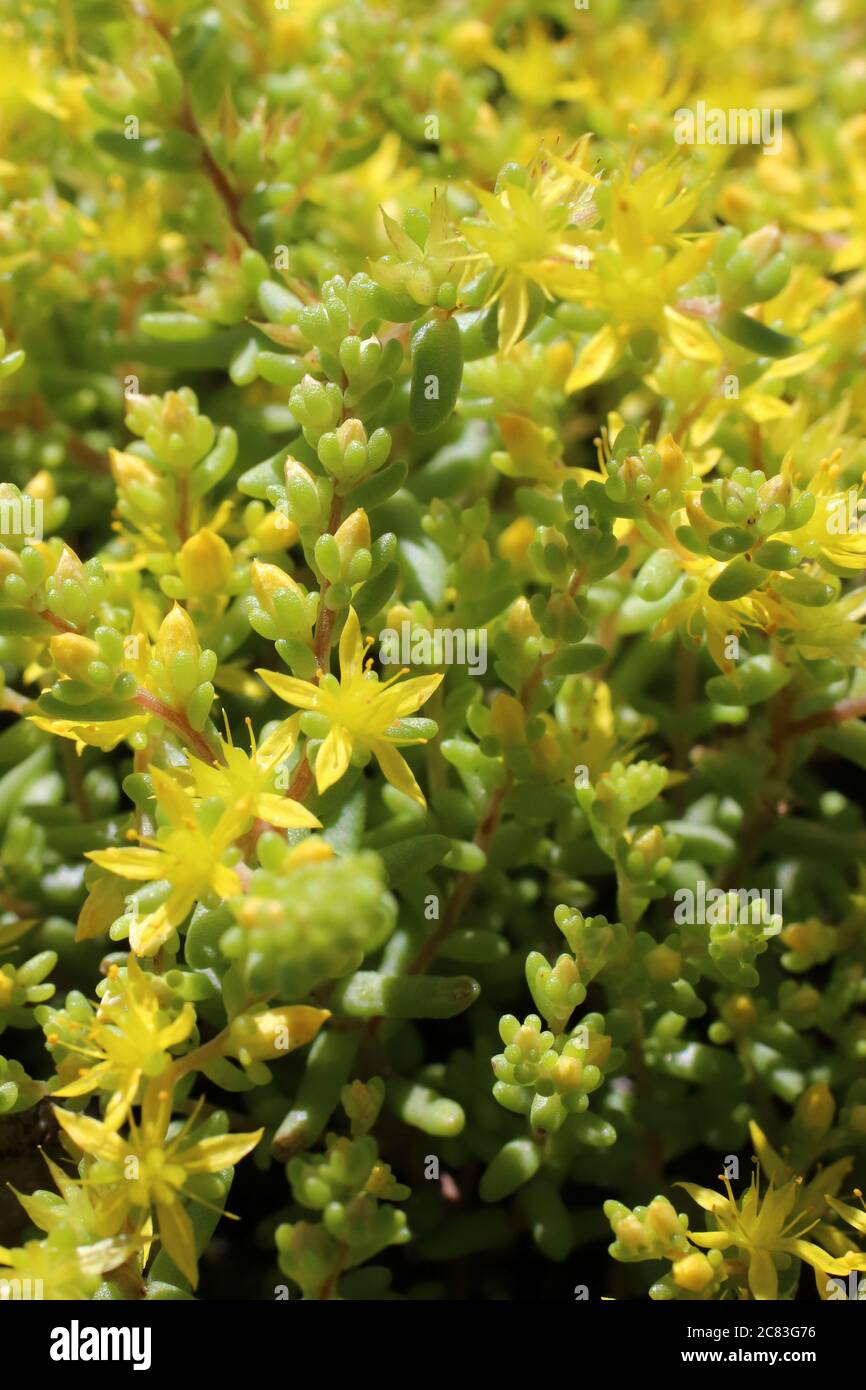 Sedum annuum, Annual Stonecrop. Wild plant shot in summer Stock Photo ...