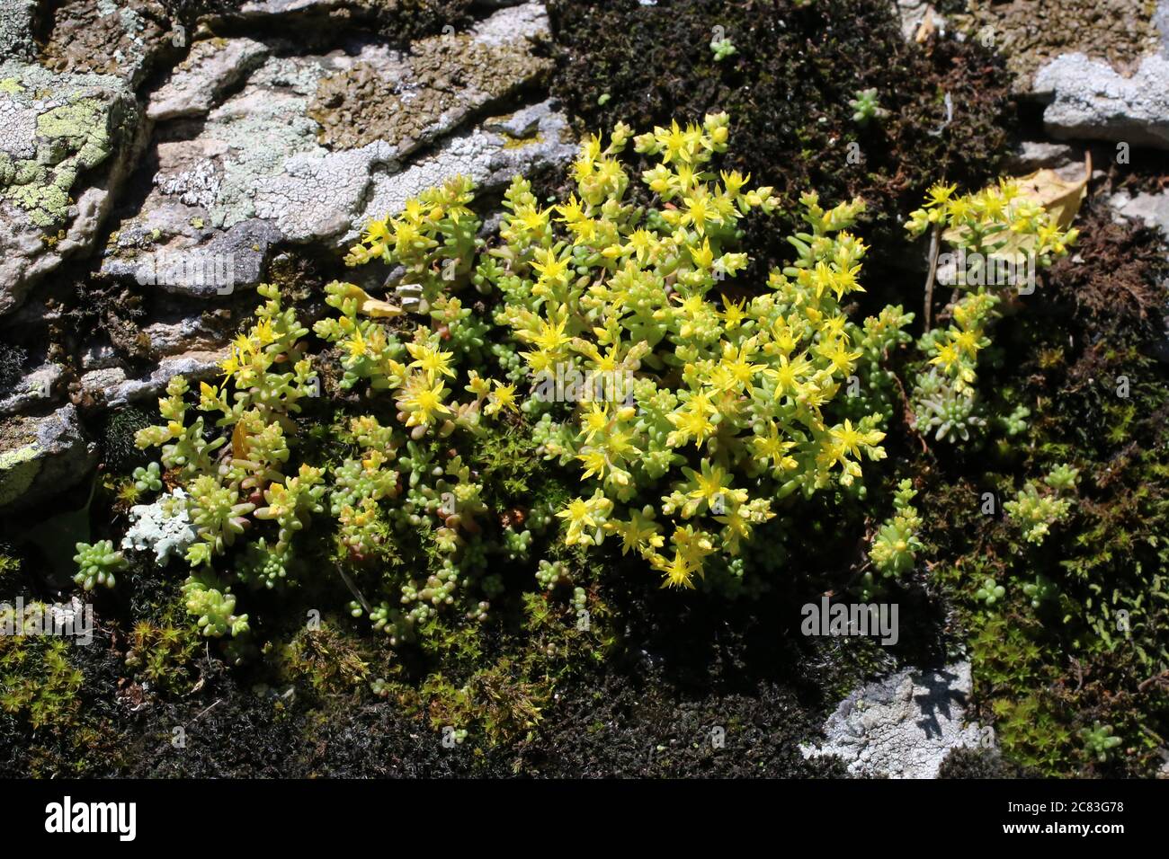 Sedum annuum, Annual Stonecrop. Wild plant shot in summer Stock Photo ...