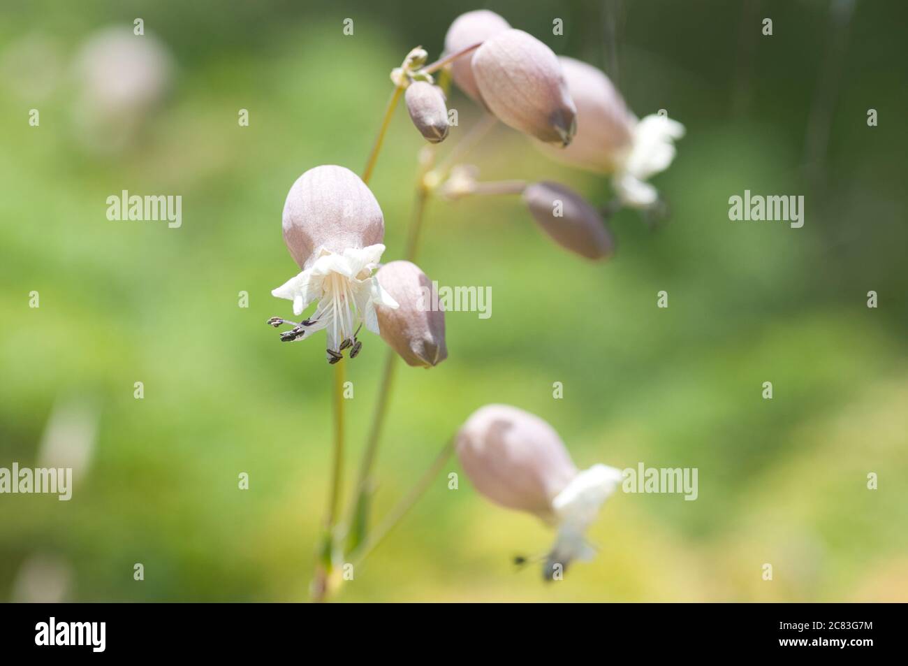 Beautiful selective focus shot of blooming light pink bladder champion ...