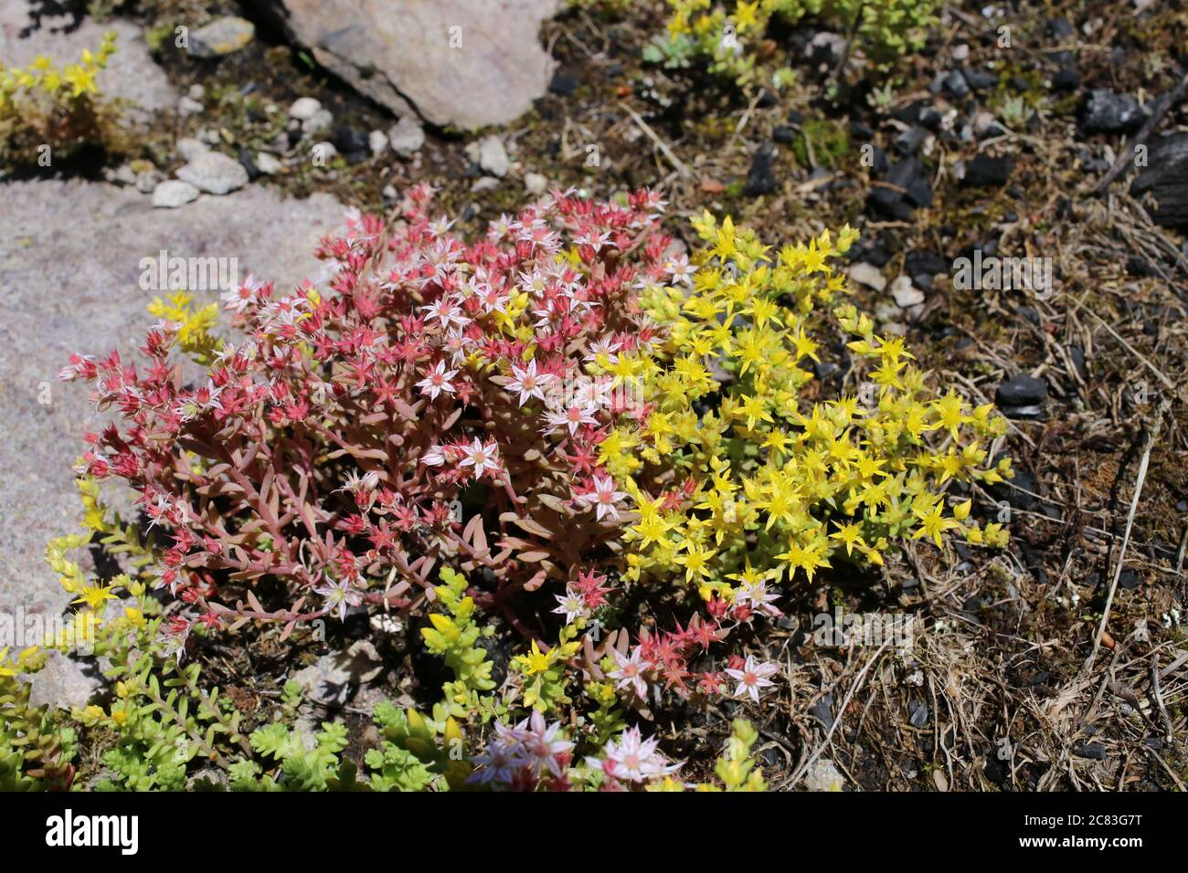 Sedum annuum, Annual Stonecrop. Wild plant shot in summer Stock Photo ...