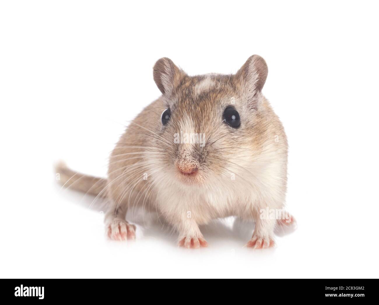young gerbil in front of white background Stock Photo - Alamy