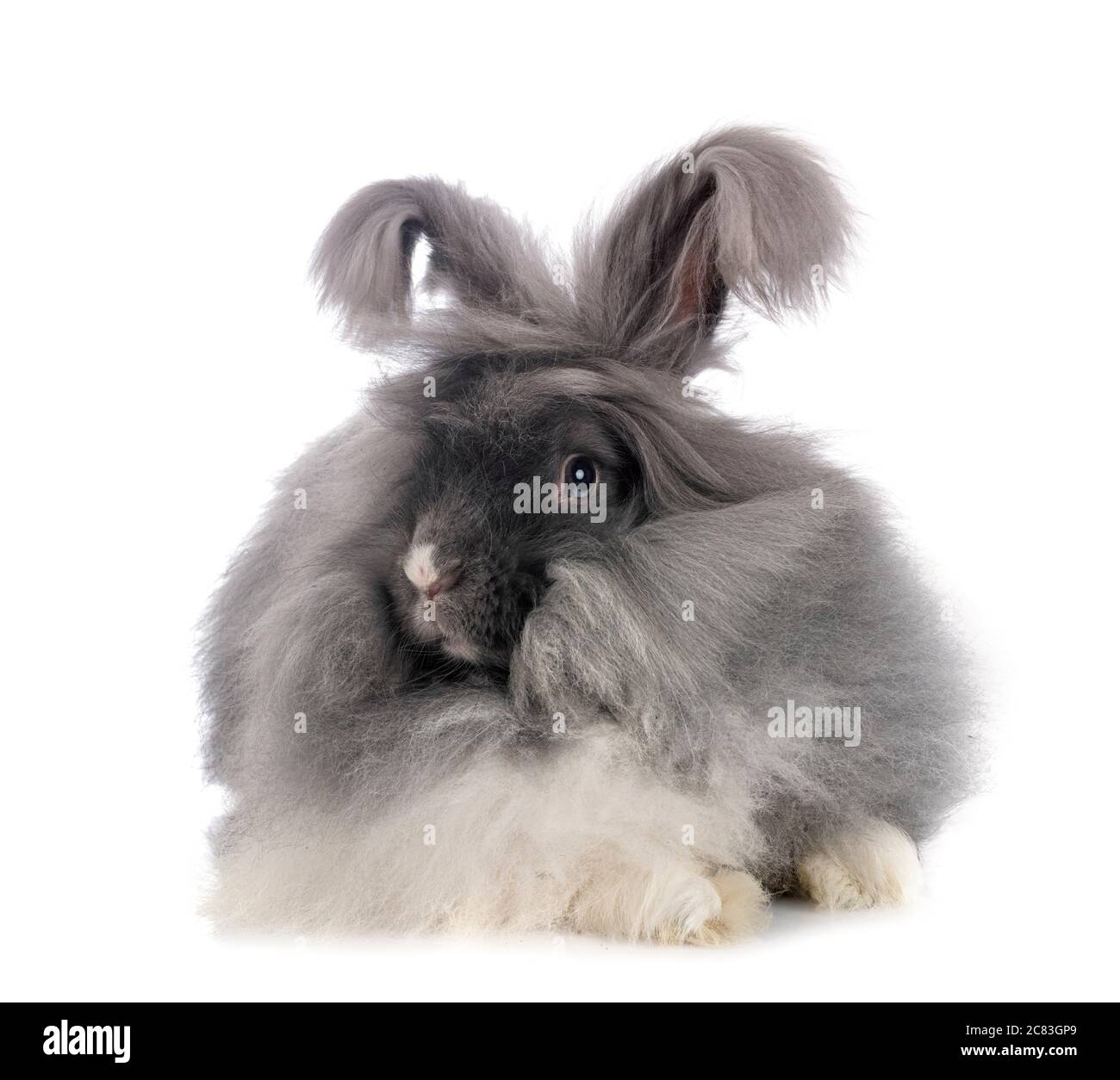 English Angora in front of white background Stock Photo - Alamy
