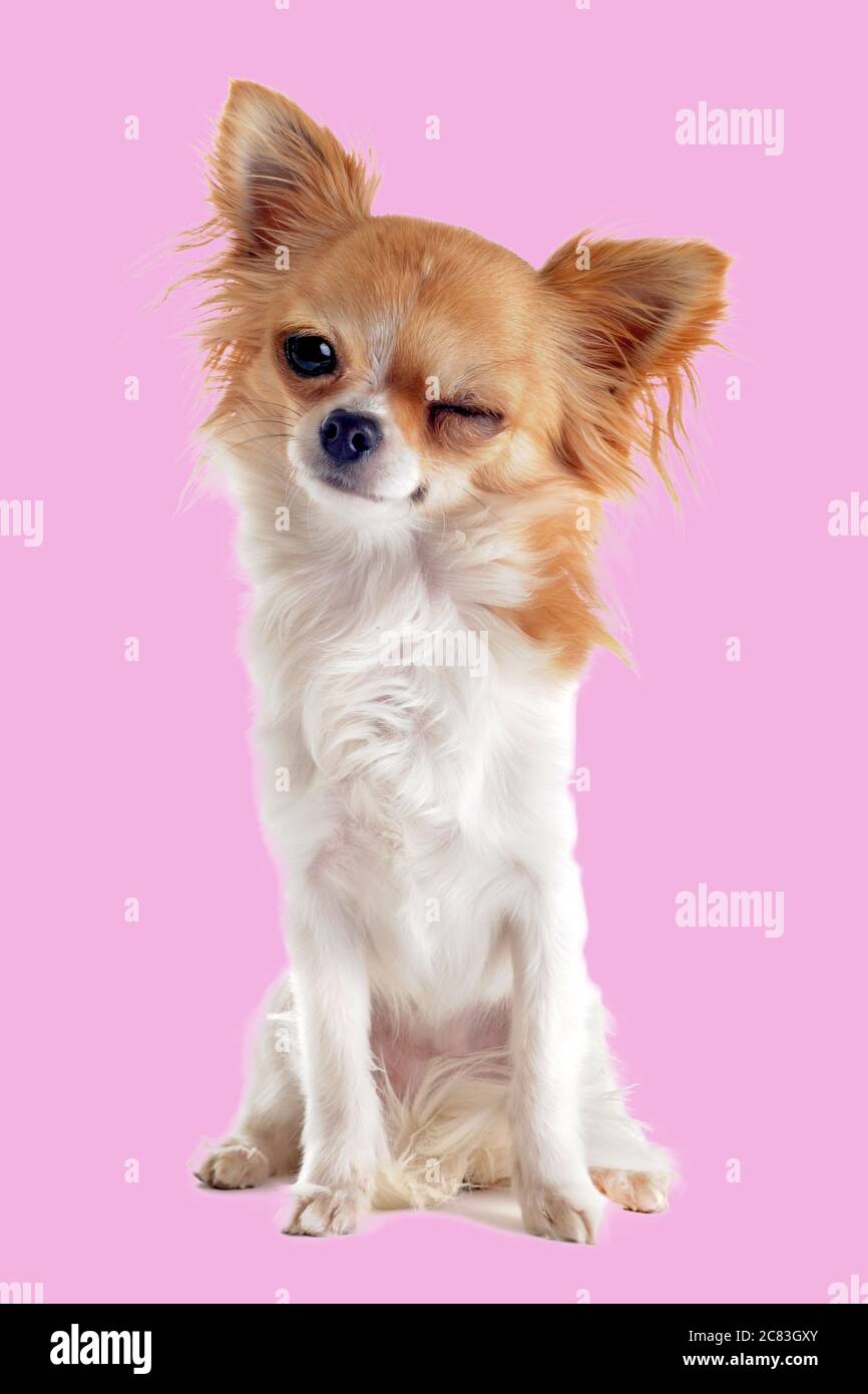 wink of chihuahua in front of white background Stock Photo - Alamy