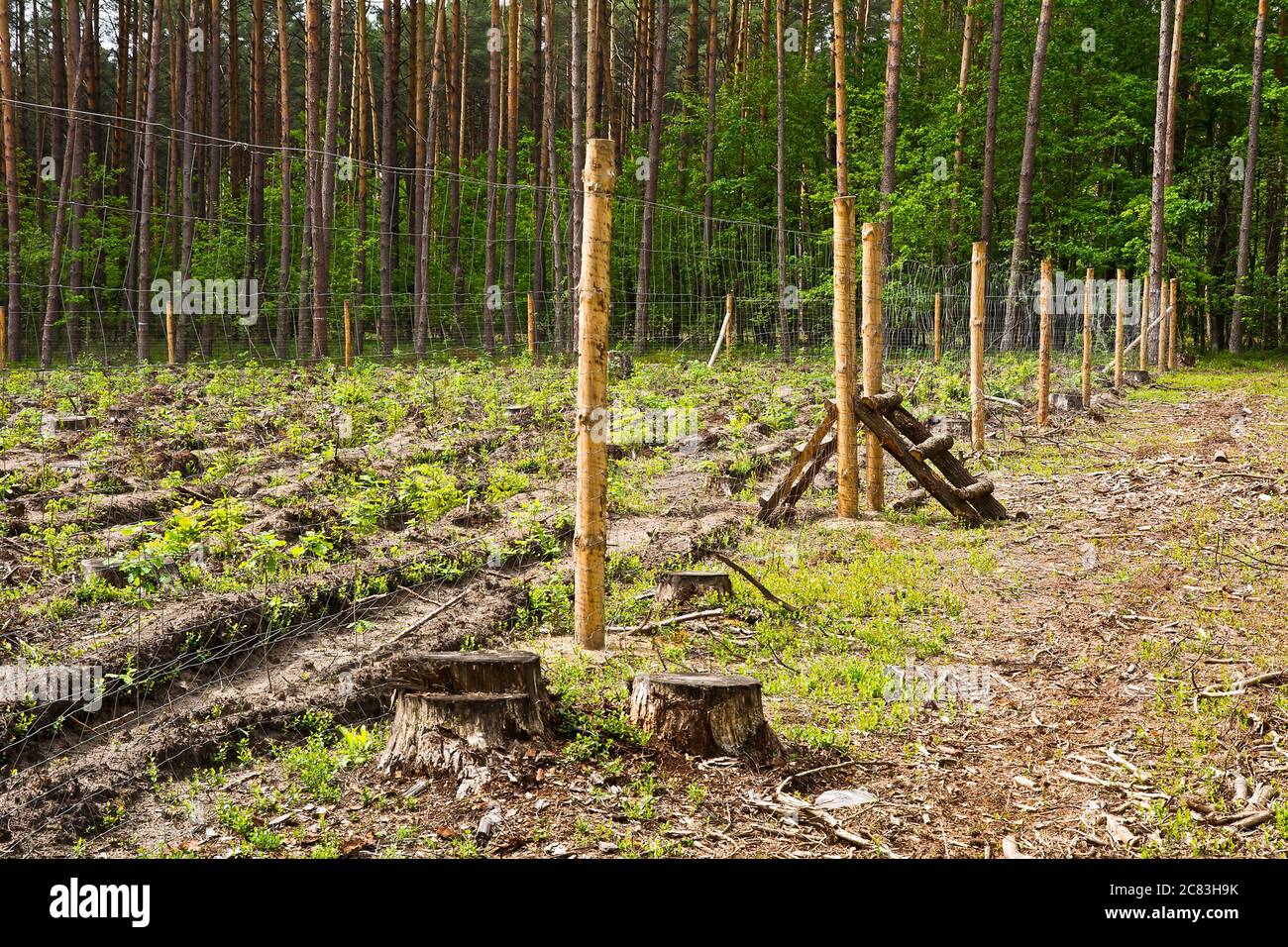 Forest seedlings hi-res stock photography and images - Alamy