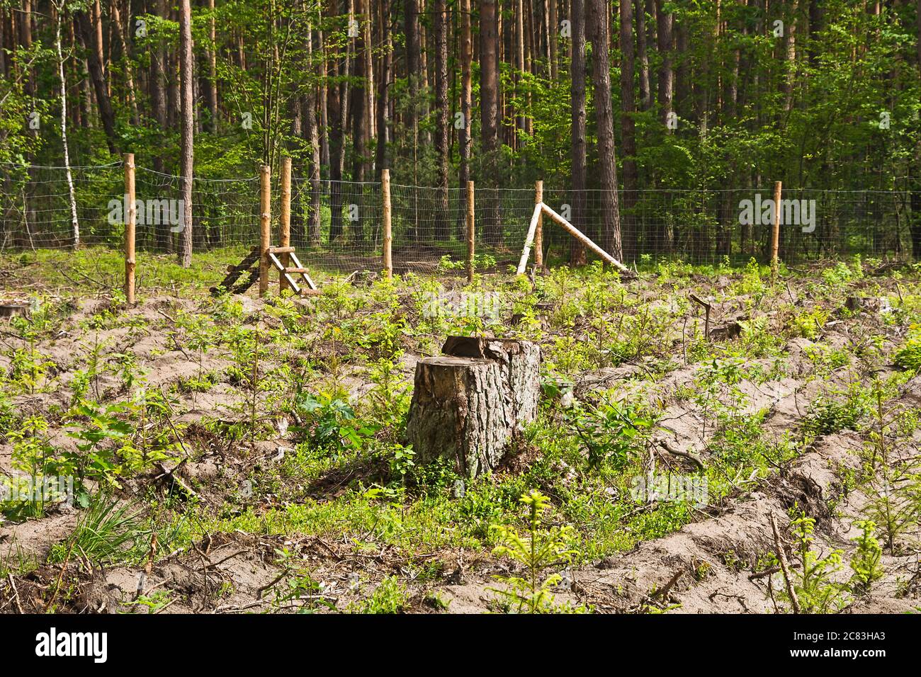 Field of young forest seedlings fenced grid Stock Photo - Alamy