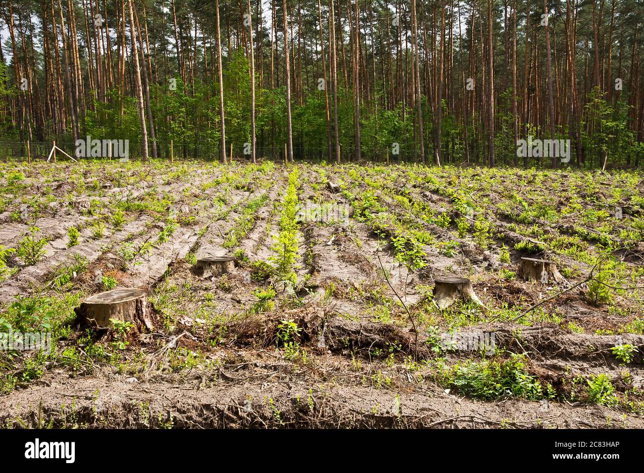 Field of young forest seedlings fenced grid Stock Photo - Alamy