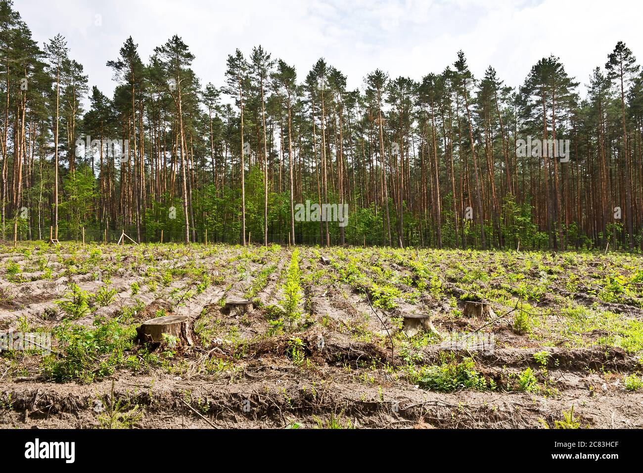 Forest Seedlings High Resolution Stock Photography and Images - Alamy