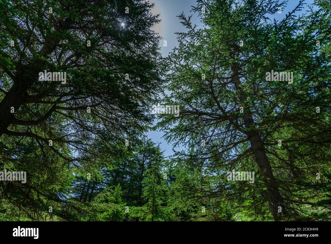 The Cedars of God, Lebanon Stock Photo - Alamy