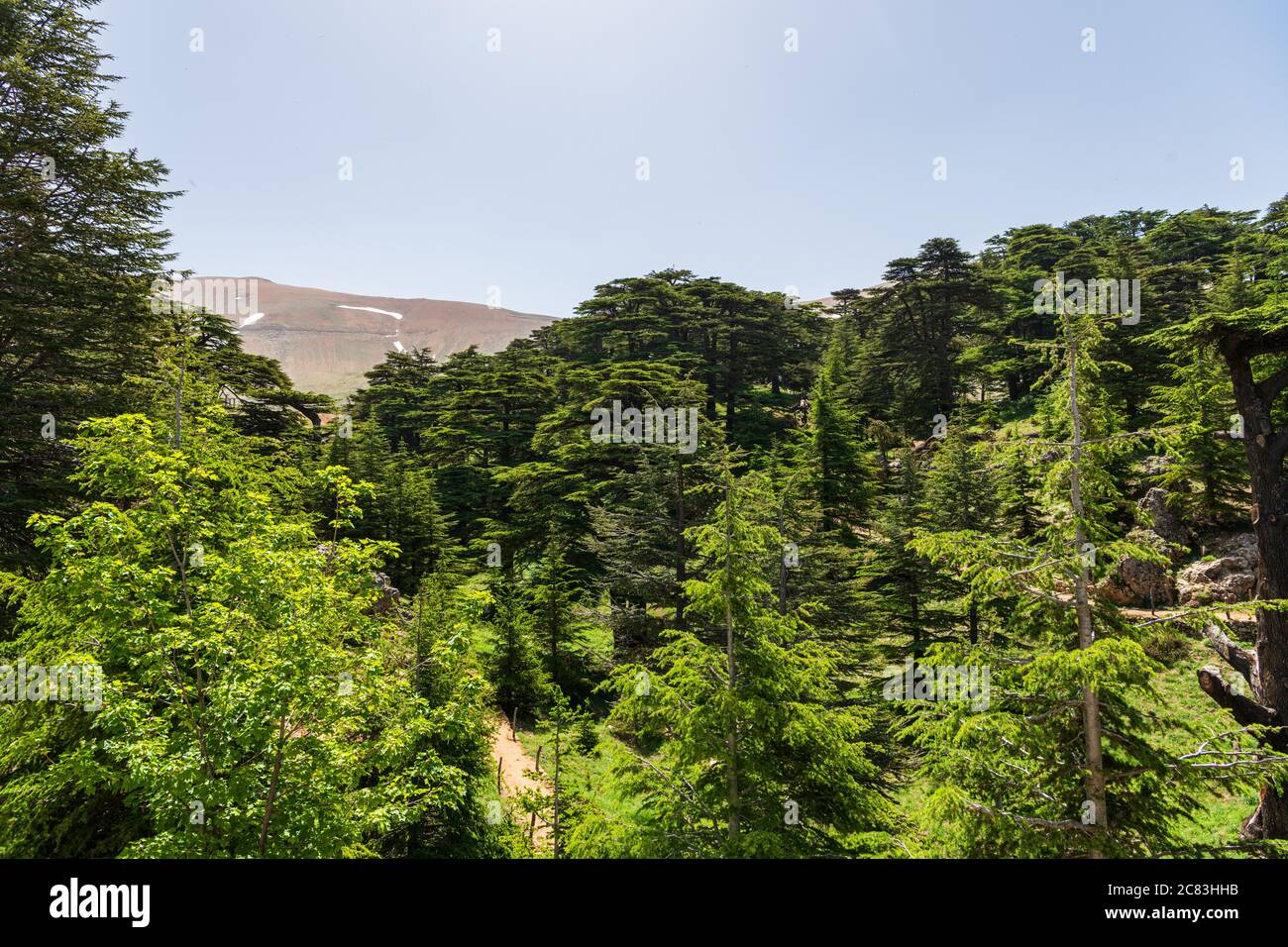 The Cedars of God, Lebanon Stock Photo - Alamy