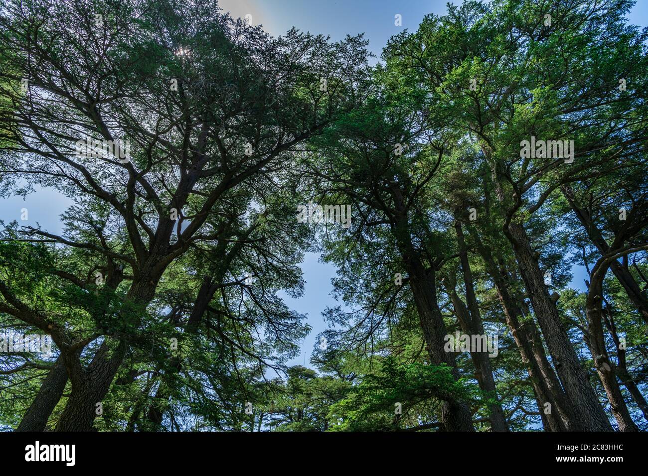 The Cedars of God, Lebanon Stock Photo - Alamy