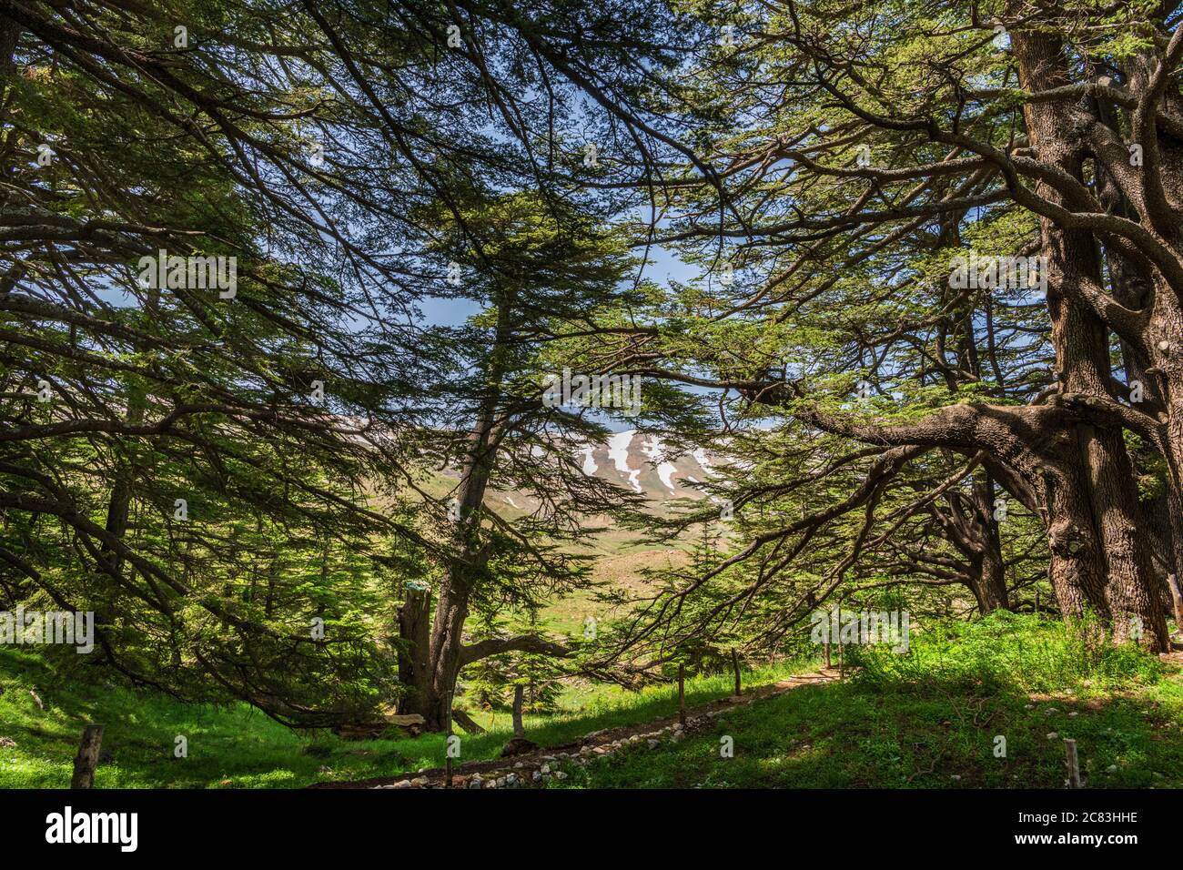 The Cedars of God, Lebanon Stock Photo - Alamy