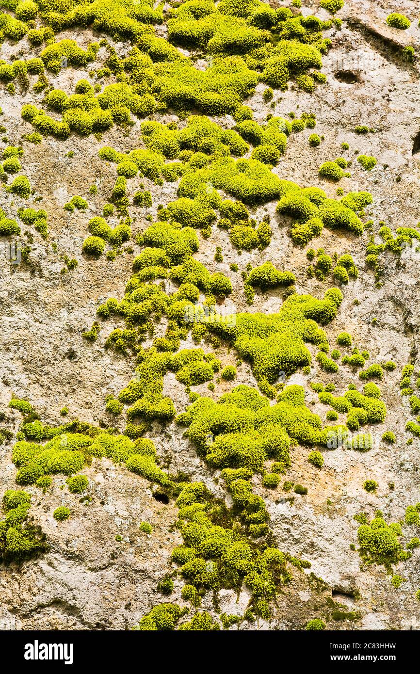 Moss on the rock hi-res stock photography and images - Alamy