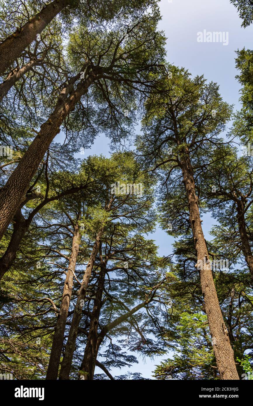 The Cedars of God, Lebanon Stock Photo - Alamy