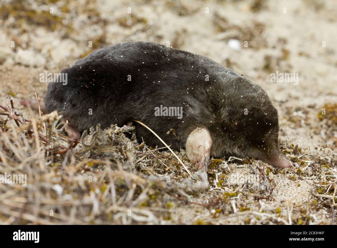 Mole animal hand hi-res stock photography and images - Alamy