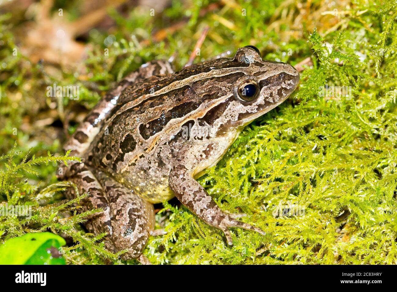 Macro shot of the brown common frog with patterns and lines Stock Photo ...