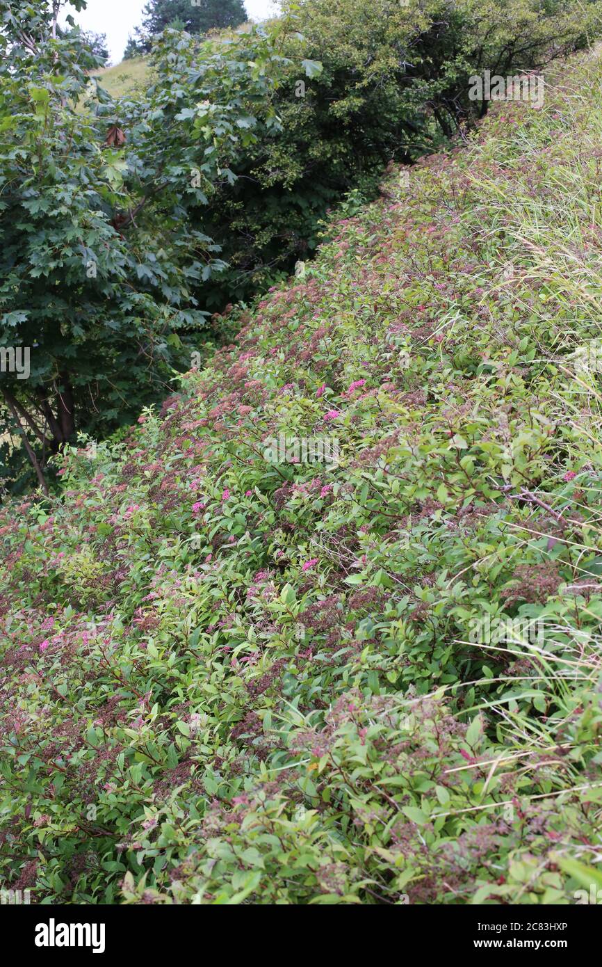 Spiraea japonica - Wild plant shot in summer Stock Photo - Alamy