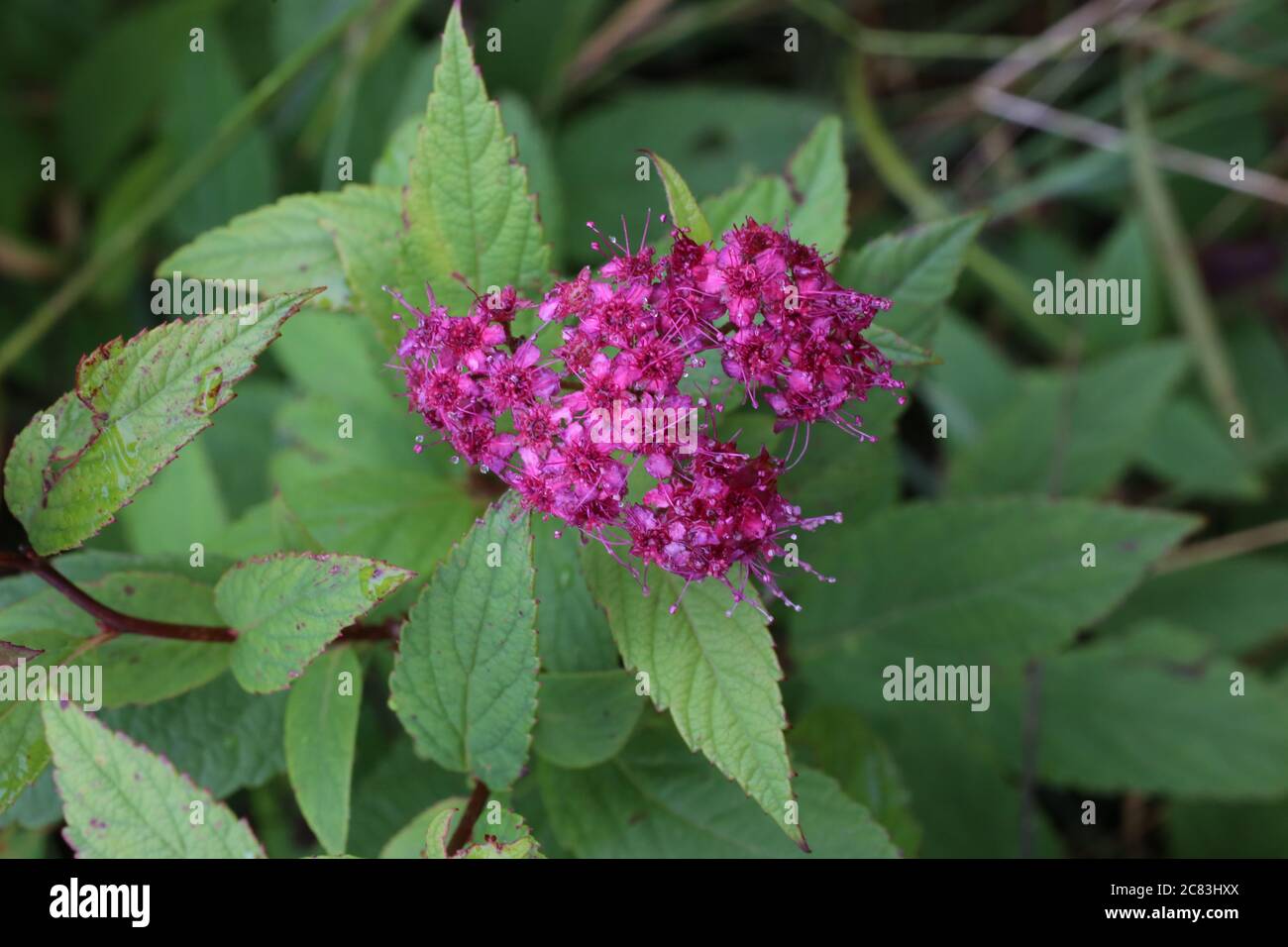 Spiraea japonica - Wild plant shot in summer Stock Photo - Alamy