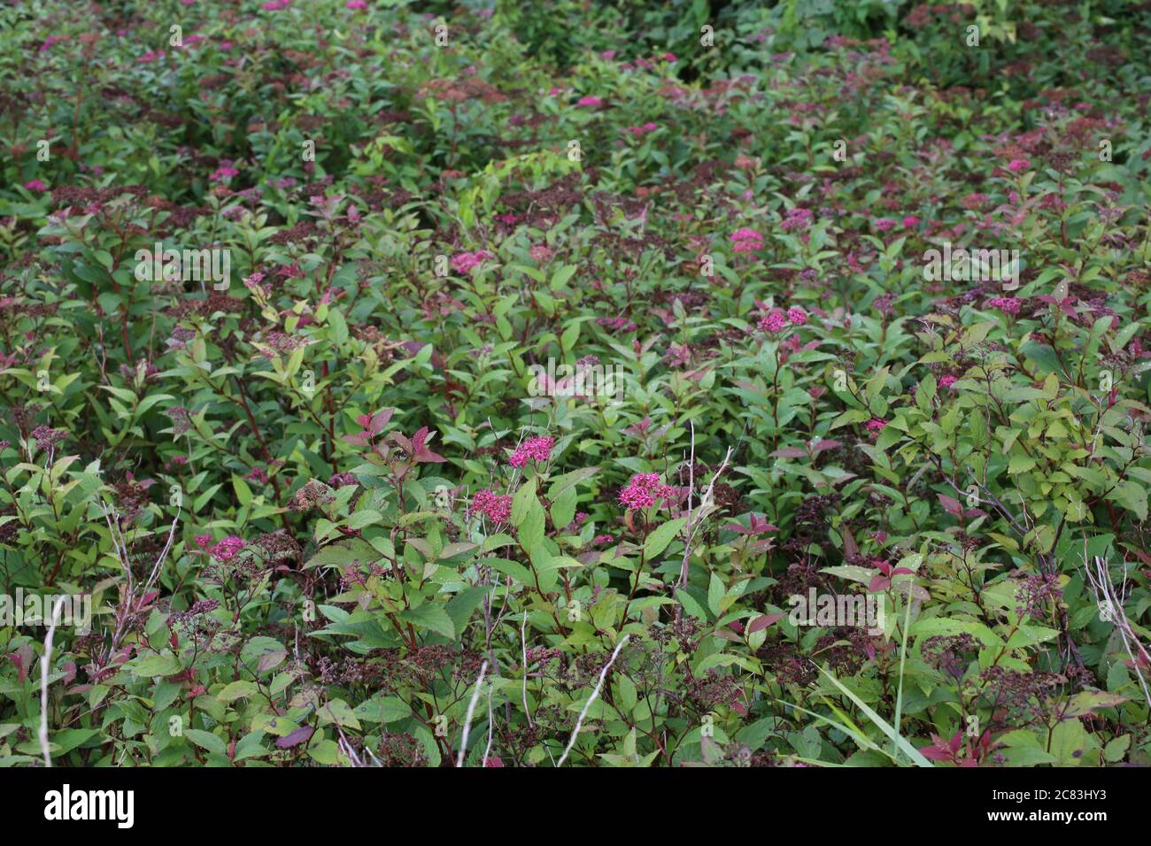 Spiraea japonica - Wild plant shot in summer Stock Photo - Alamy
