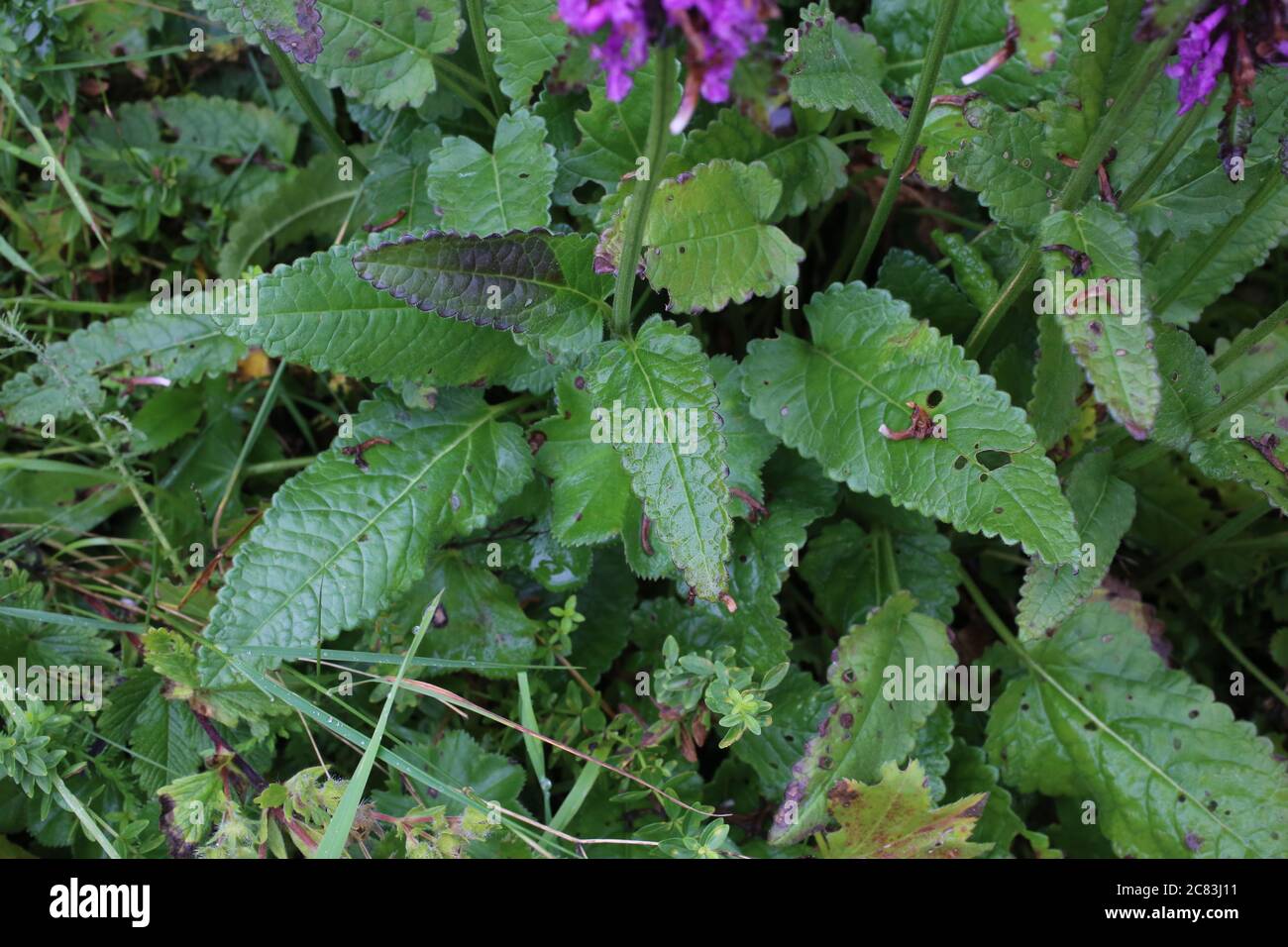 Stachys officinalis, Betony. Wild plant shot in summer Stock Photo - Alamy