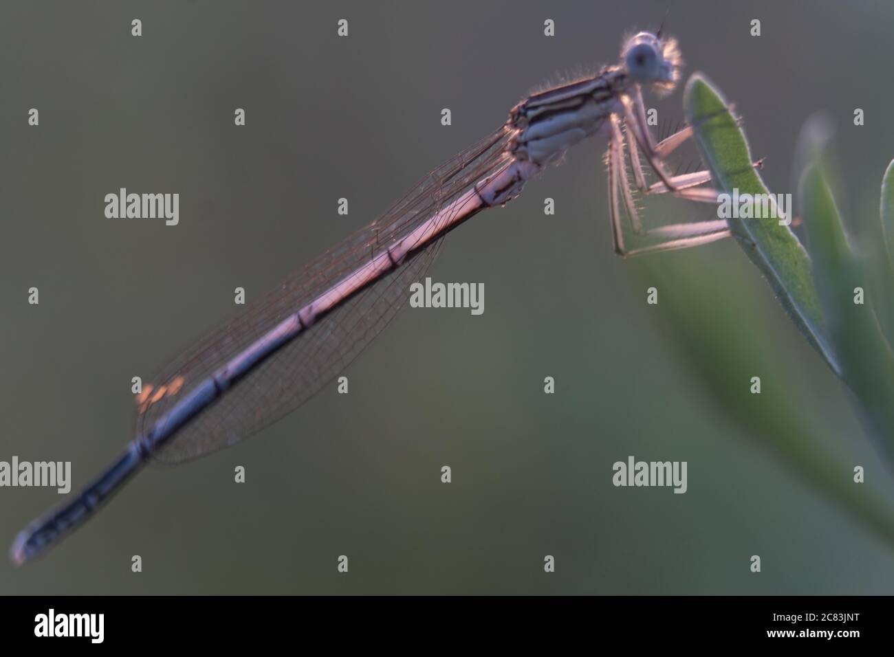 Dragonfly showing of eyes and wings detail.Macro shots, Beautiful ...