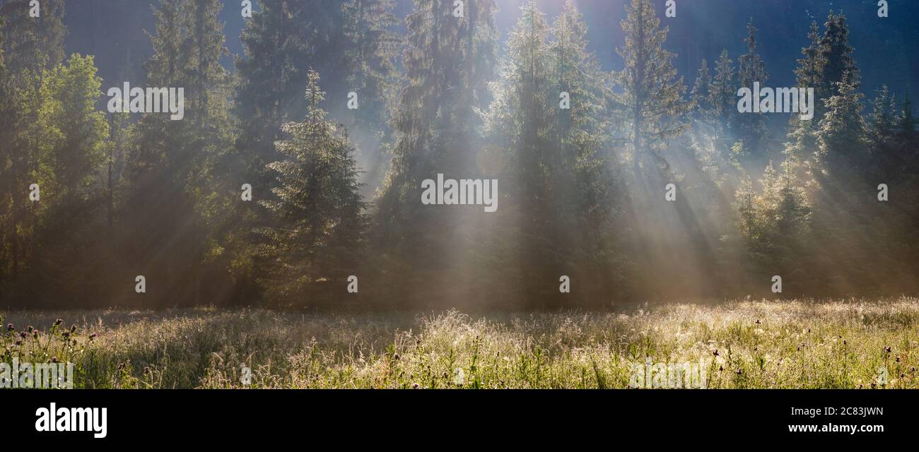 Bright sunlight in forest hi-res stock photography and images - Alamy