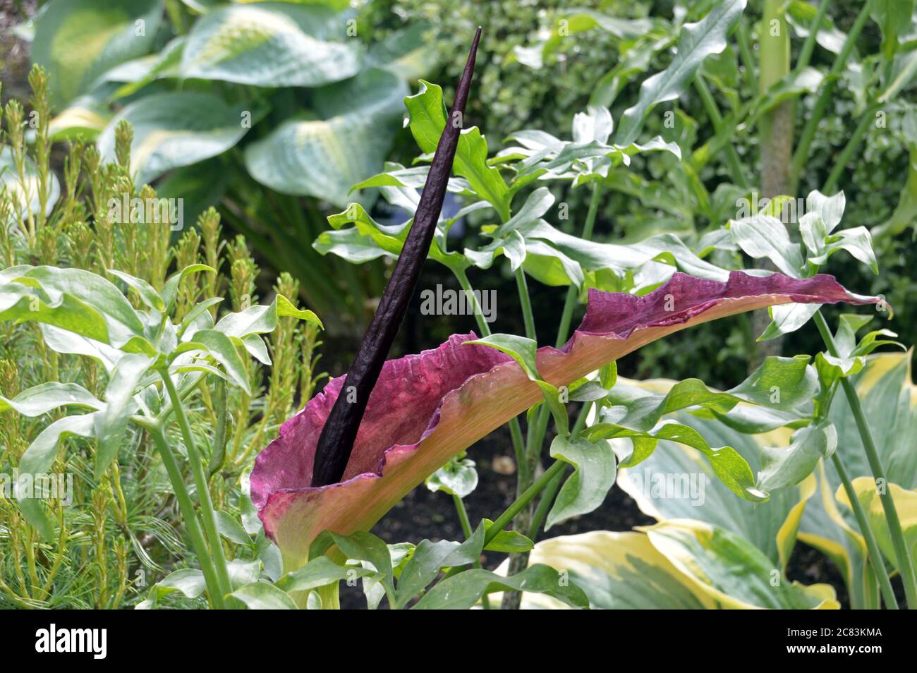 Dragon arum hi-res stock photography and images - Alamy