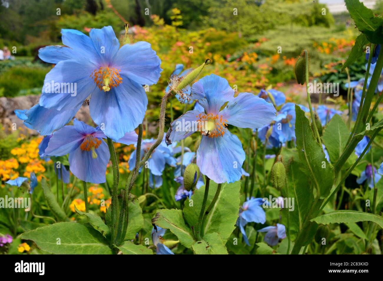 Large Blue Meconopsis (George Sherriff Group) 'Dalemain' (Himalayan ...