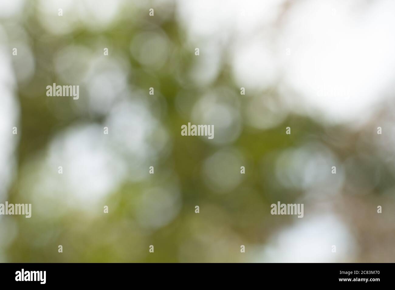 Green bokeh out of focus background from nature forest Stock Photo - Alamy