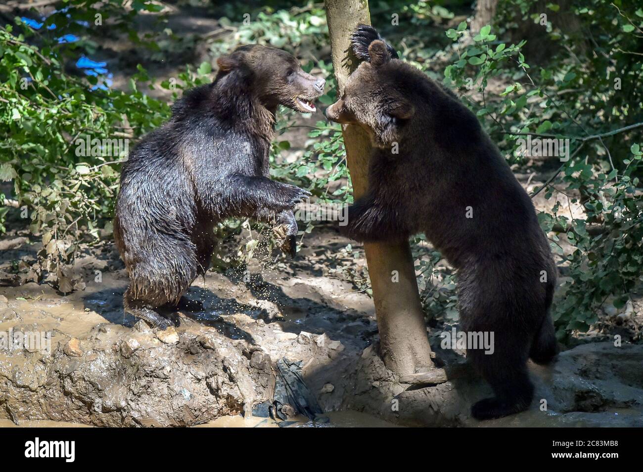 European brown bears display territorial behavior at the Wild Place ...