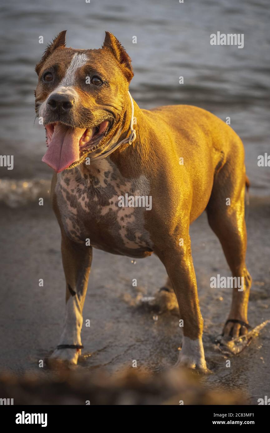 American pitbull terrier beach hi-res stock photography and images - Alamy