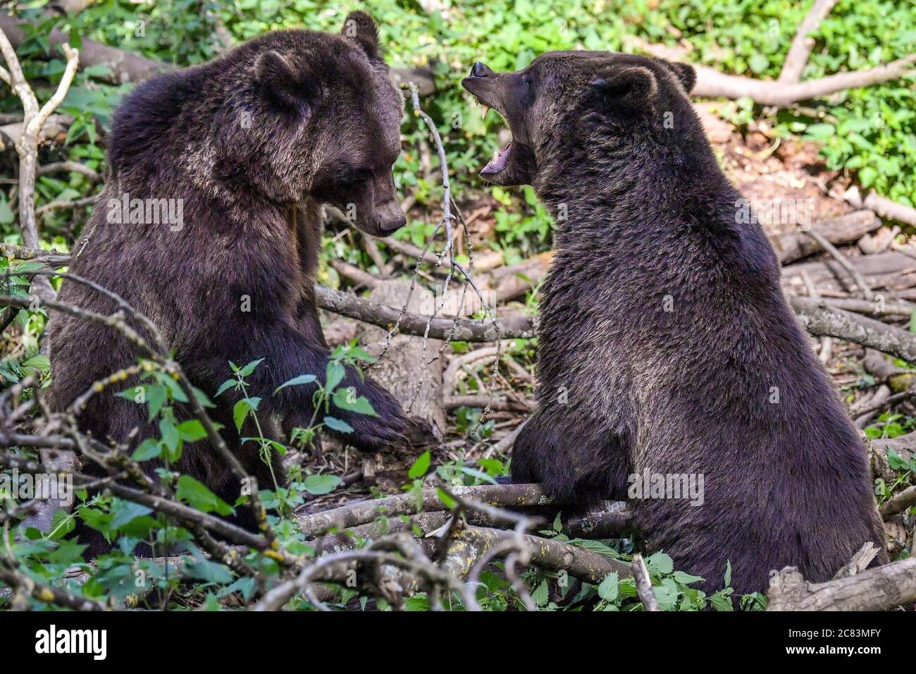 European brown bears display territorial behavior as they forage for ...