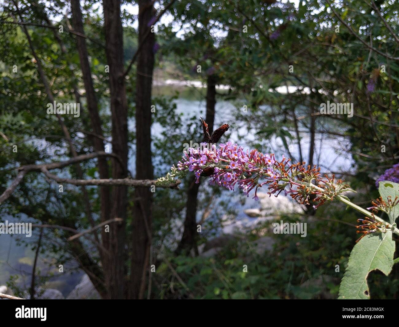 Selective focus shot of a purple flower branch on nature background ...
