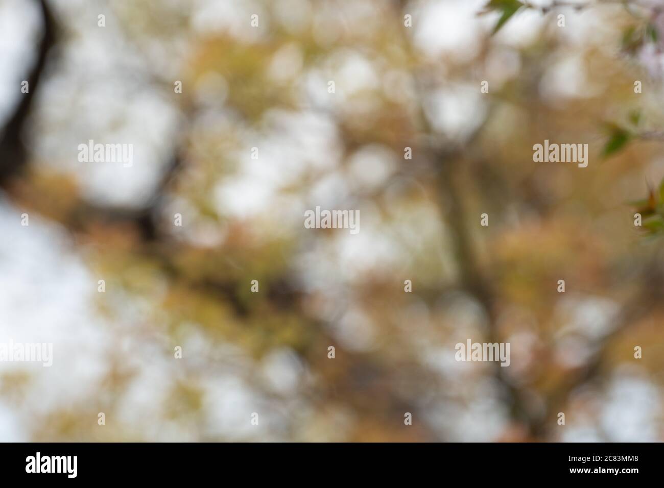 Green bokeh out of focus background from nature forest Stock Photo - Alamy