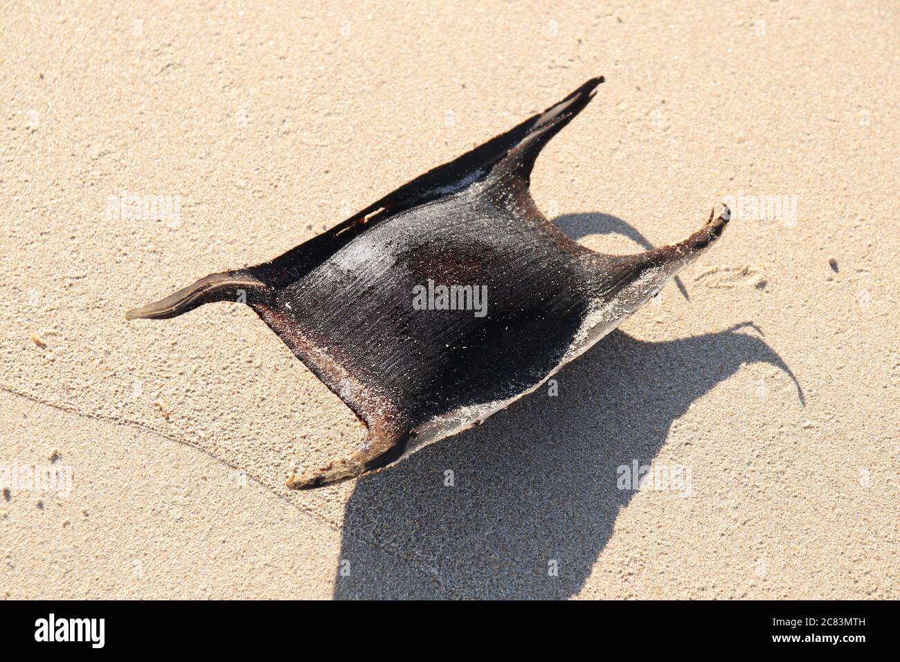 Closeup shot of a black skate on white sand Stock Photo - Alamy