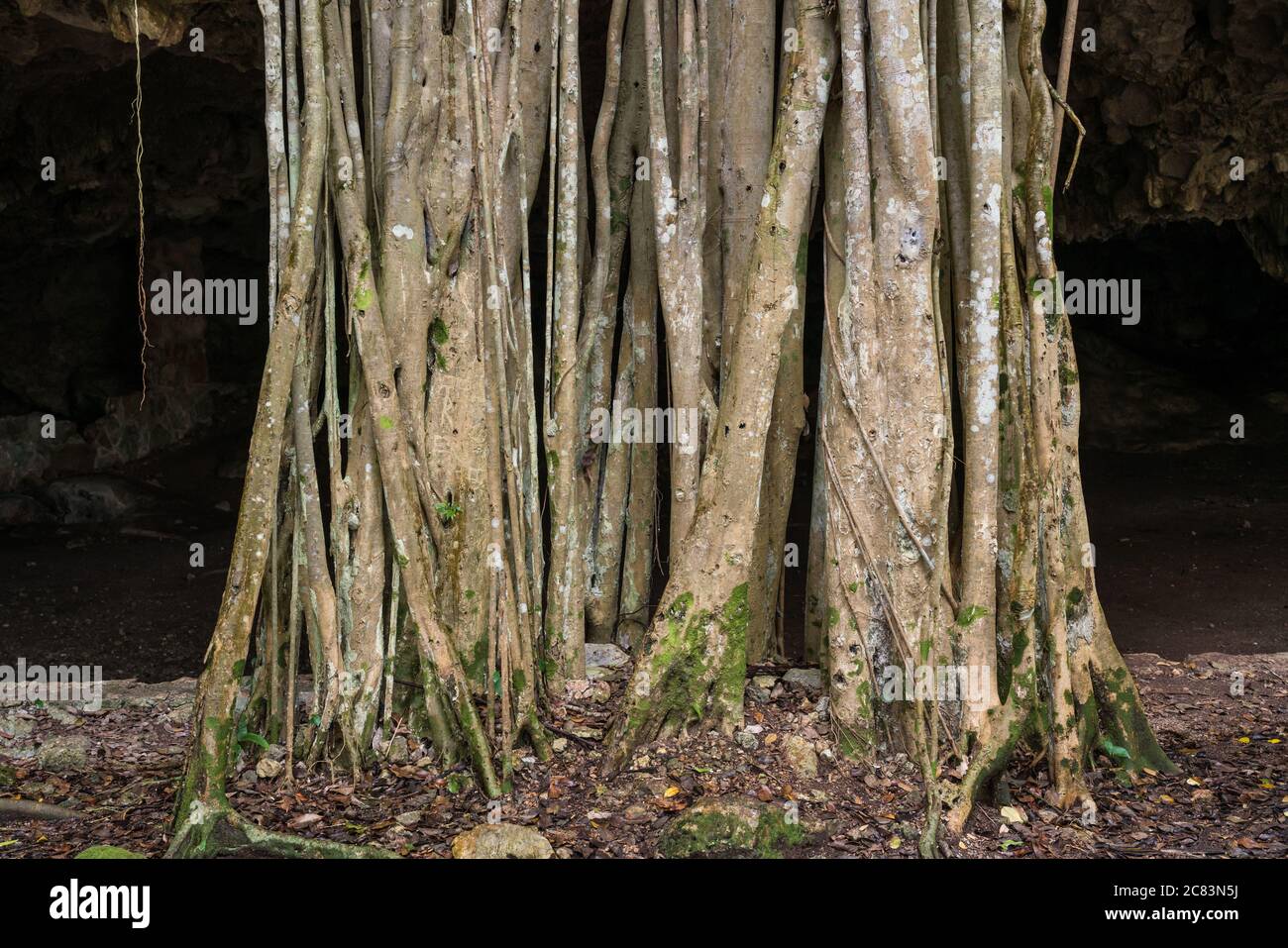 A Ficus species (fig) tree in front of the opening of a limestone ...