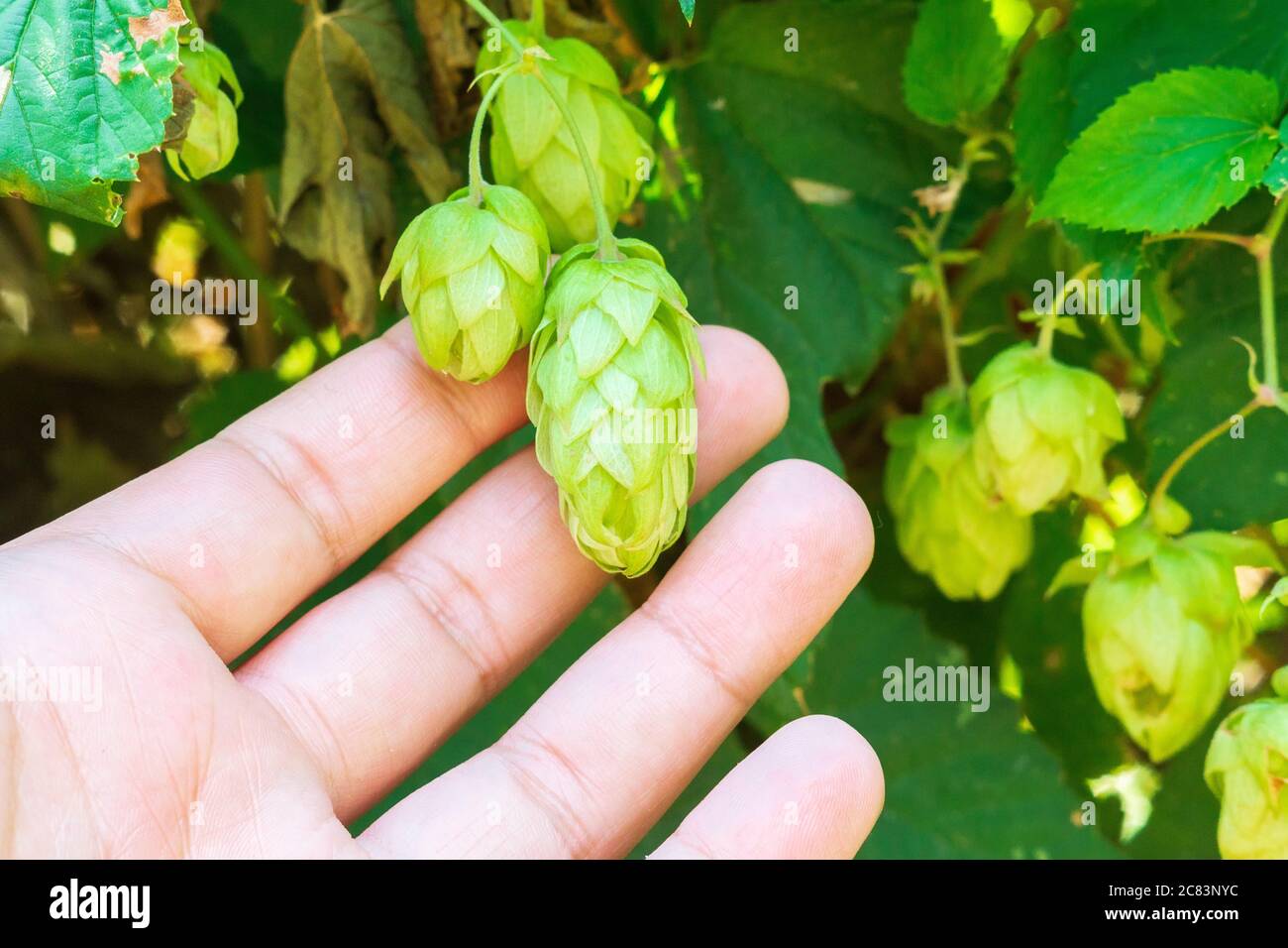 Farmer holds half grown hop plant at field. Hops are main ingredients ...