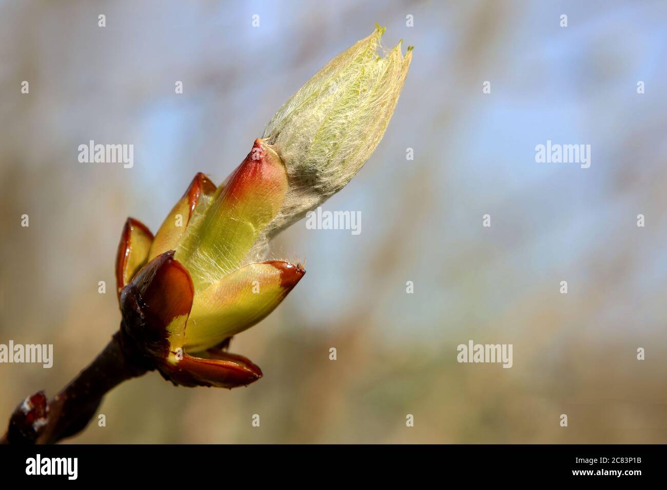 Sticky opening bud of the horse chestnut or Aesculus hippocastanum tree ...