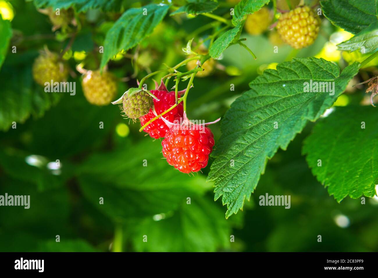 red raspberry berries hang on the branches. close-up on a natural ...