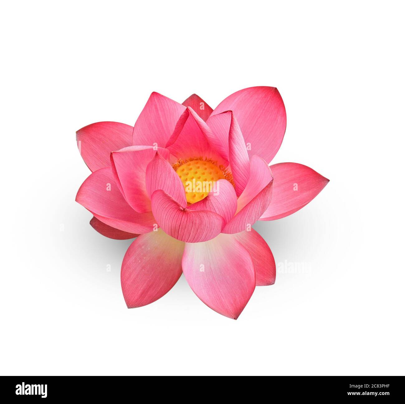 Lotus flower isolated on white background Stock Photo - Alamy