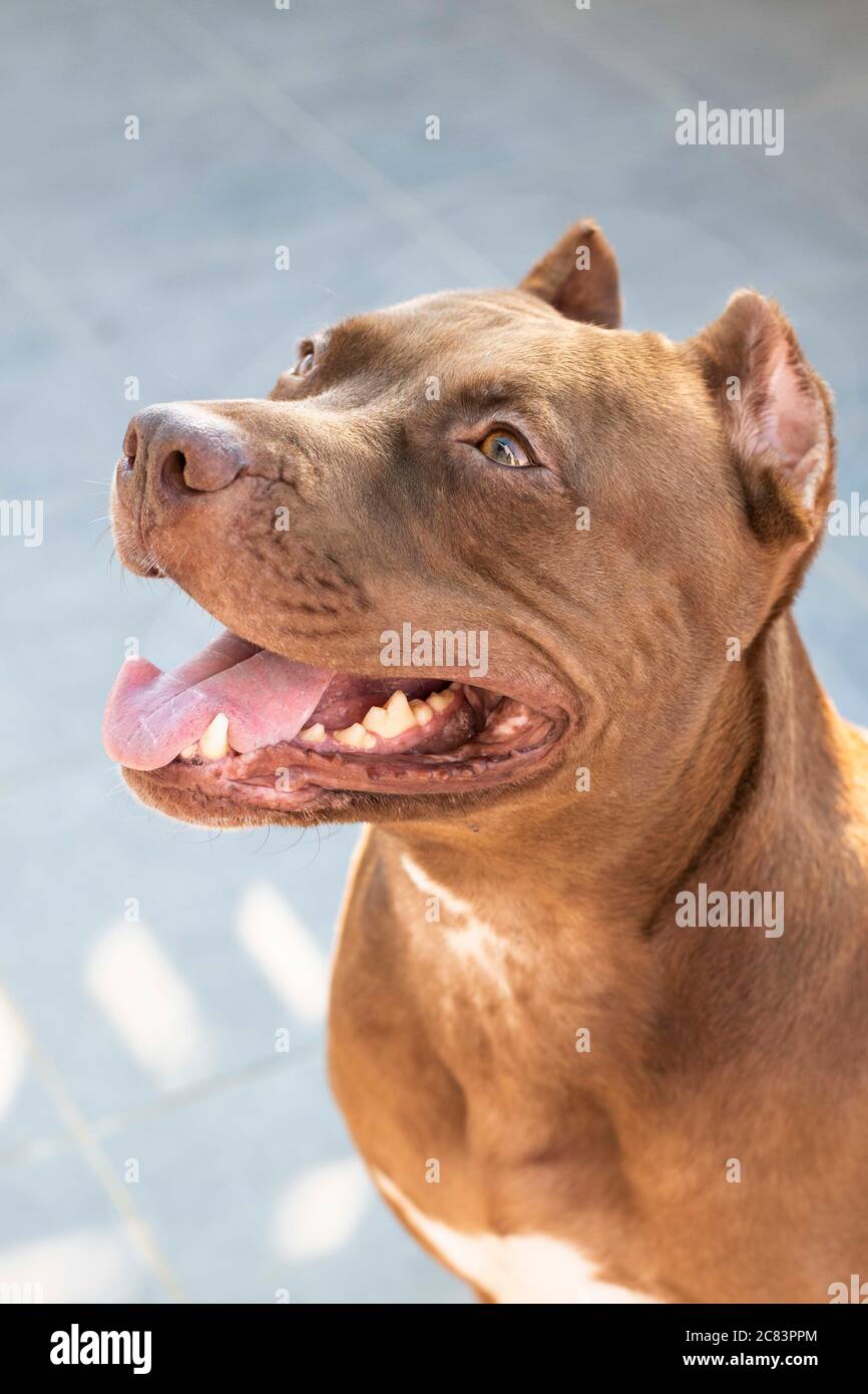 A brown pit bull dog is looking up Stock Photo - Alamy
