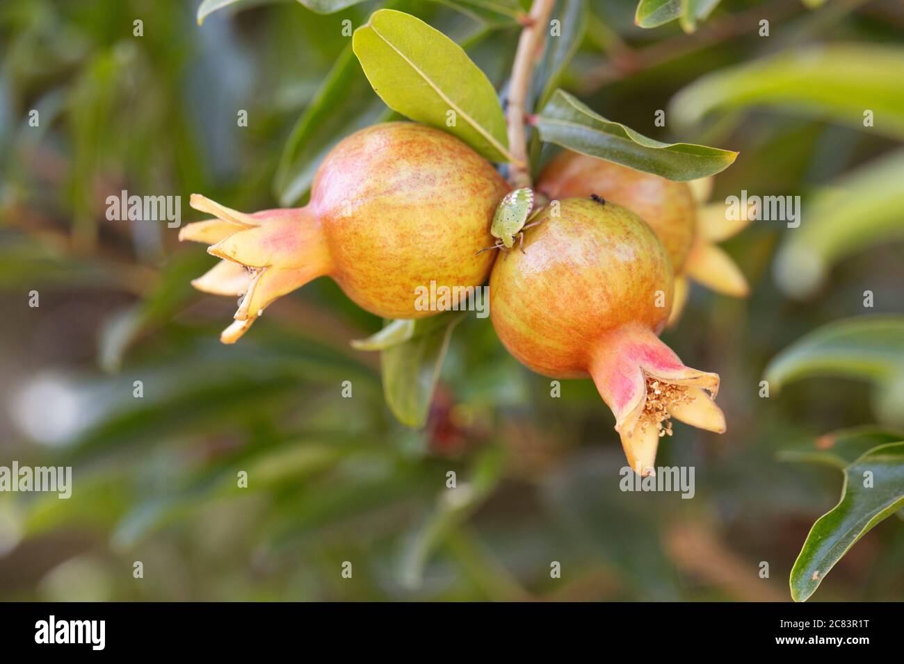Green insect on a pair of grenades Stock Photo - Alamy