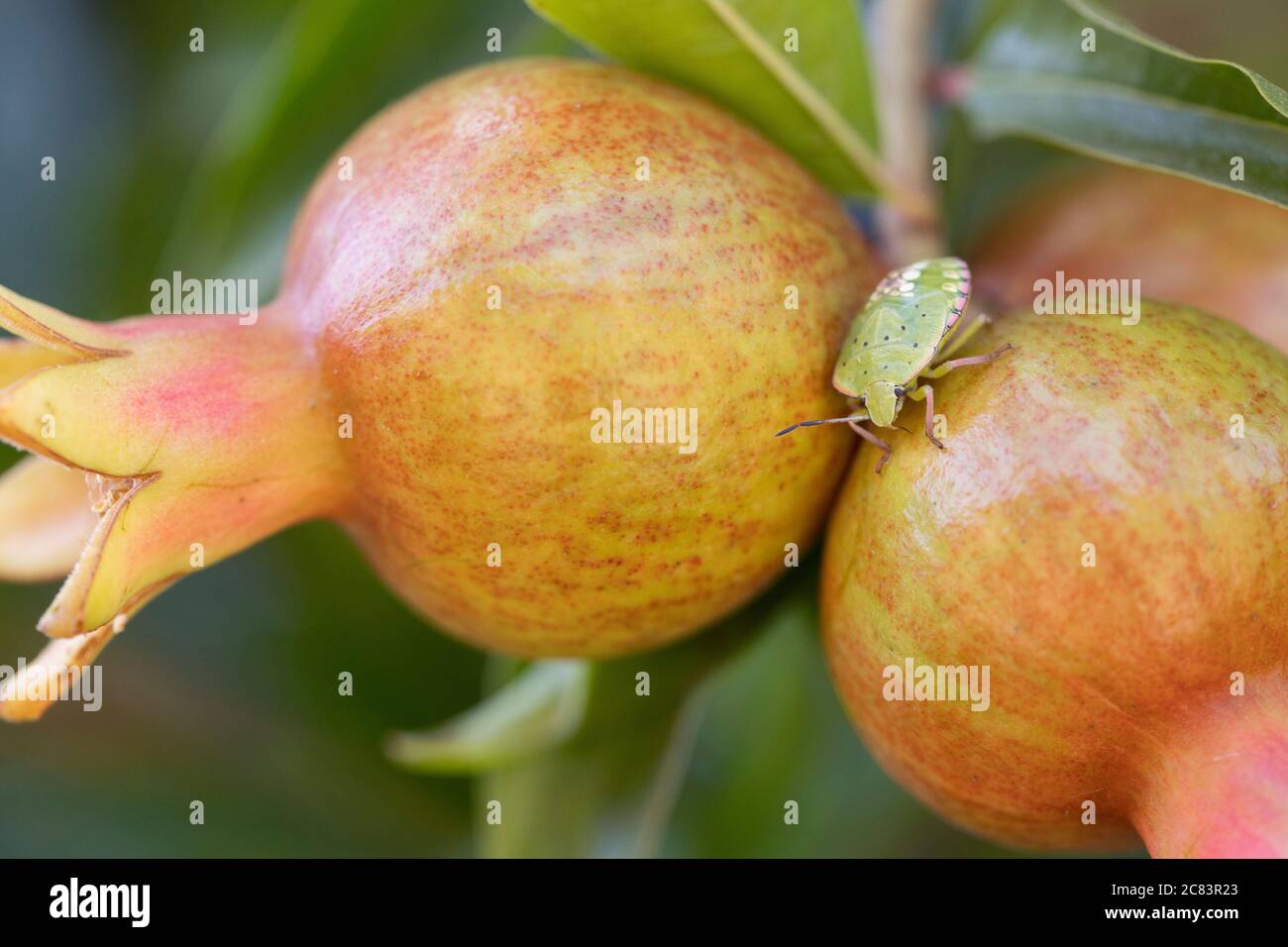 Green insect on a pair of grenades Stock Photo - Alamy