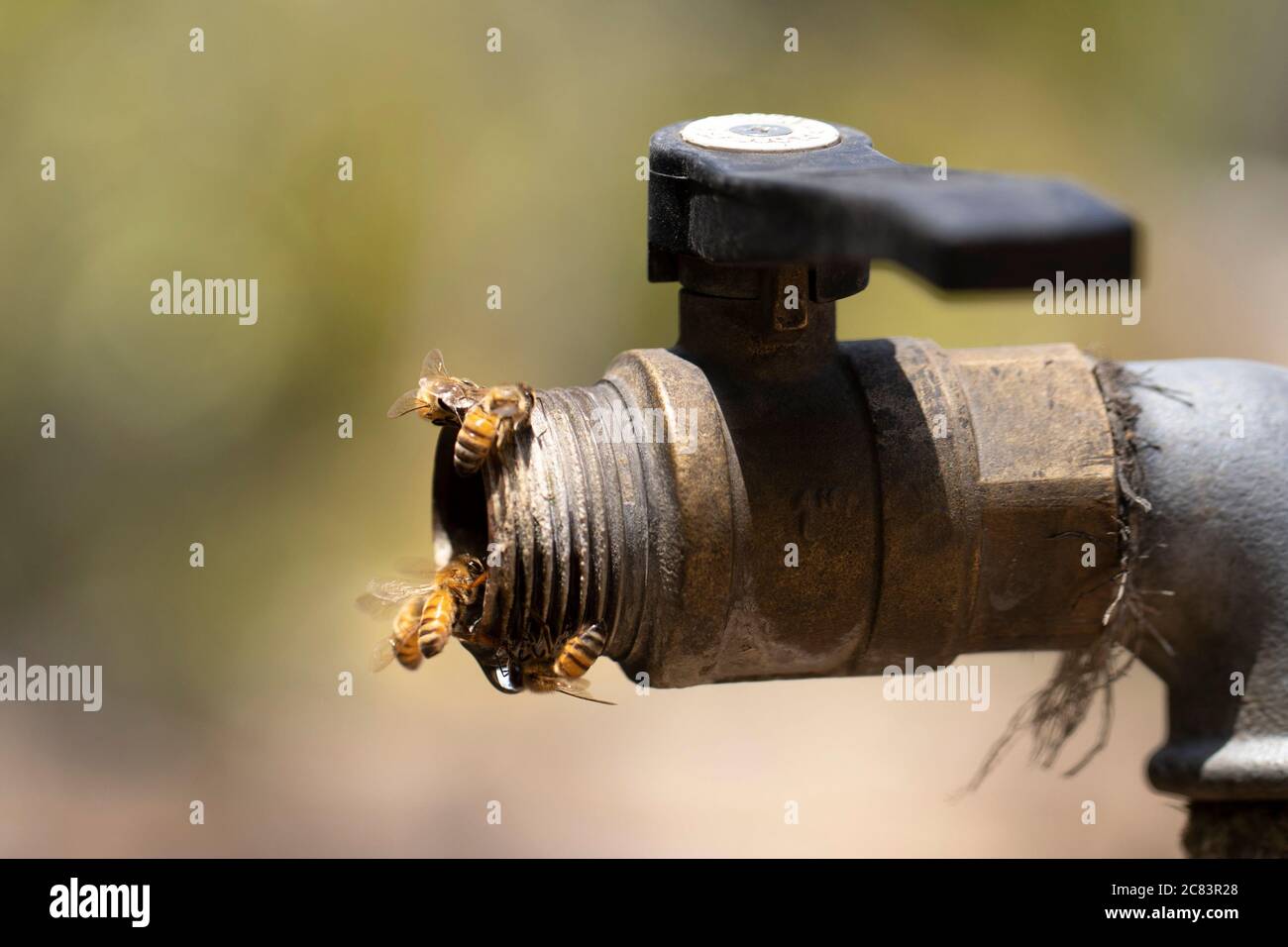 Bees fly water hi-res stock photography and images - Alamy