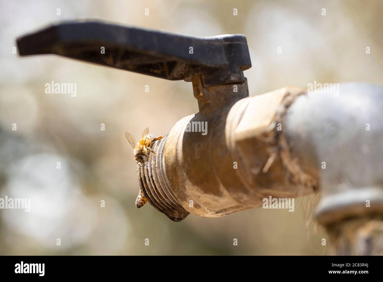 Bees fly on a tap water Stock Photo - Alamy