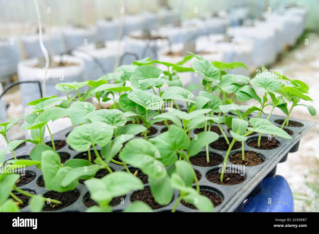 Plant The Sapling in Crop bags Stock Photo - Alamy