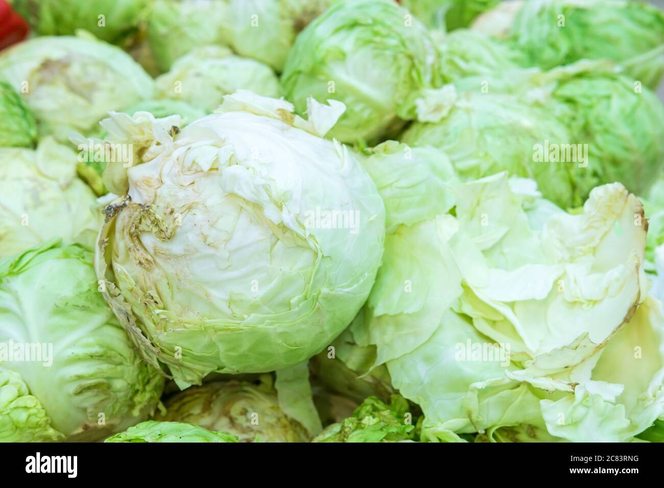 cabbage on the counter of a grocery store supermarket. fresh young ...