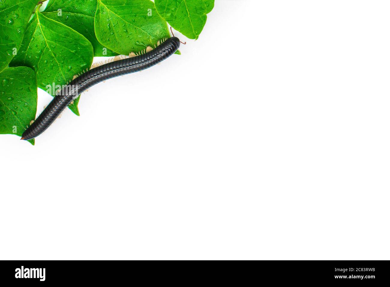 Julida centipede hi-res stock photography and images - Alamy